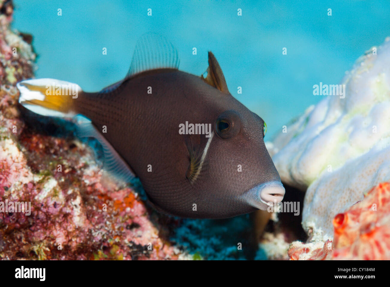 Halfmoon triggerfish hi-res stock photography and images - Alamy