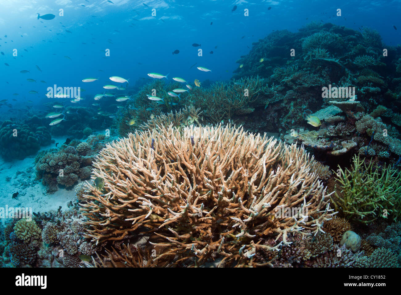Coral reef chromis chromis sp hi-res stock photography and images - Alamy