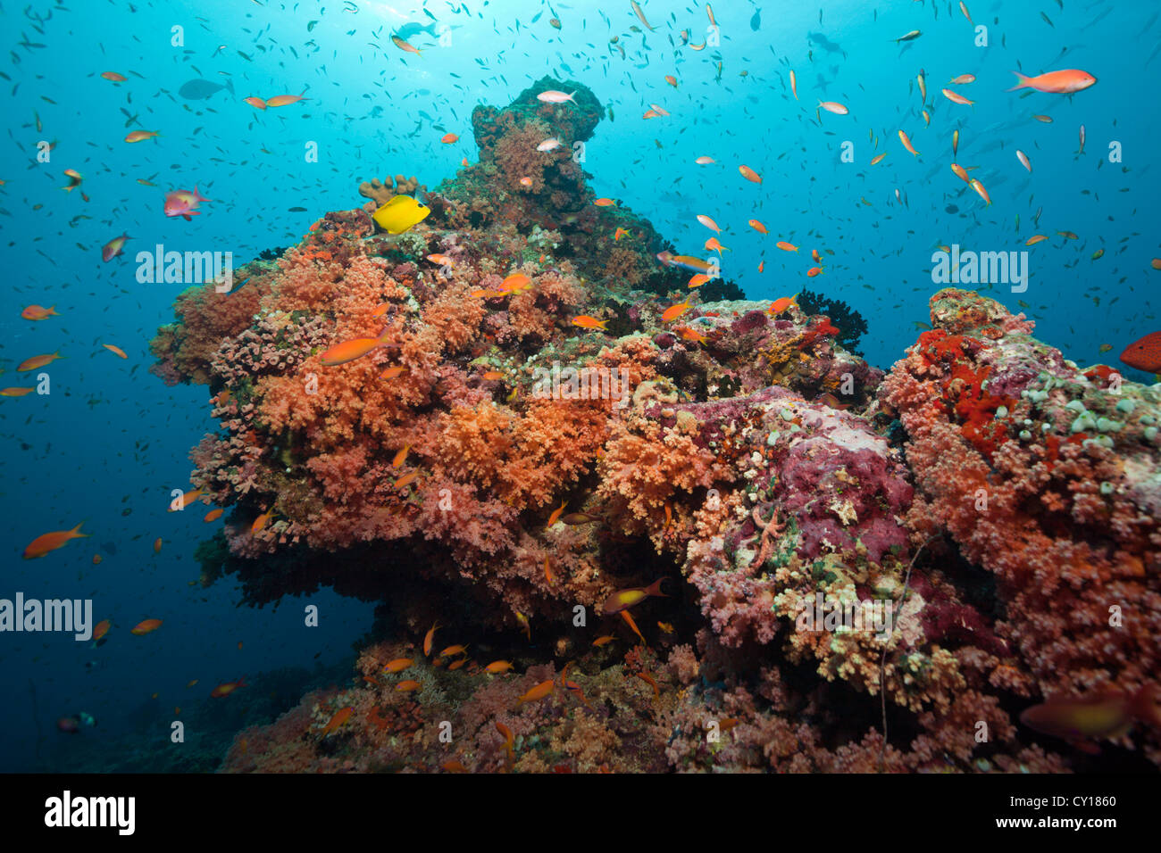 Colored Coral Reef, South Male Atoll, Maldives Stock Photo - Alamy
