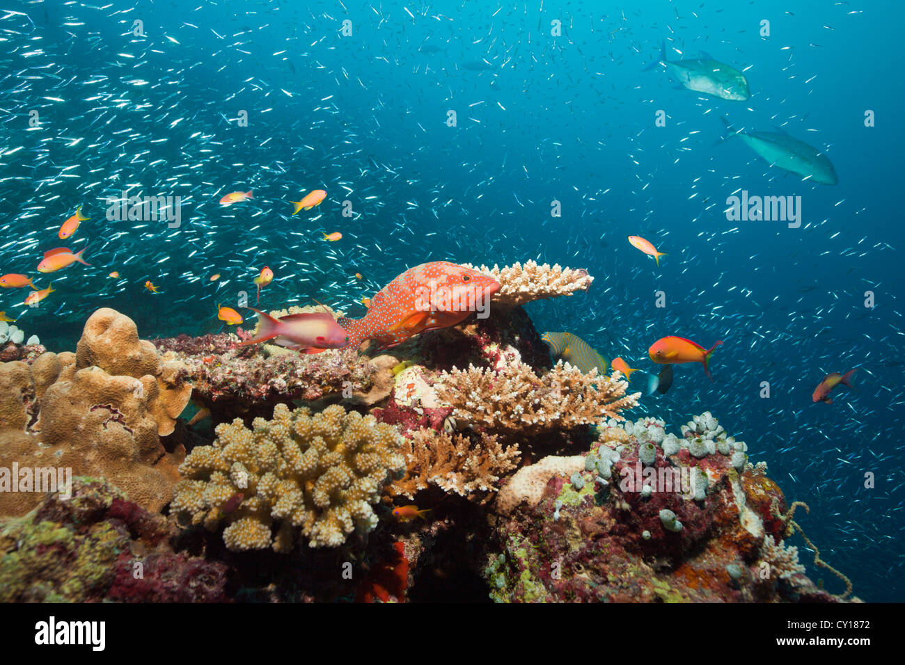 Grouper in maldives hi-res stock photography and images - Alamy