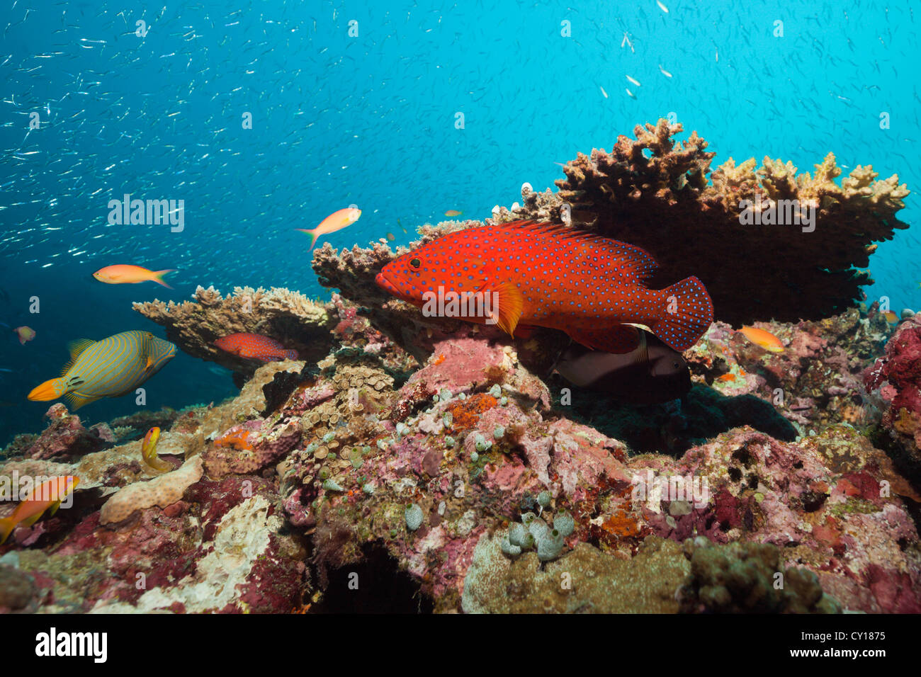 Coral Grouper in Coral Reef, Cephalopholis miniata, Thaa Atoll ...