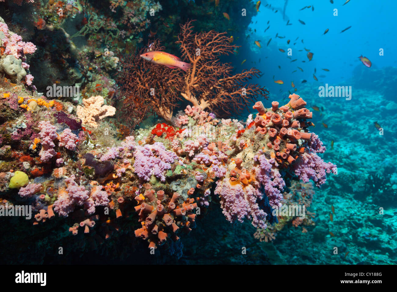 Colourful coral reefs of maldives hi-res stock photography and images ...