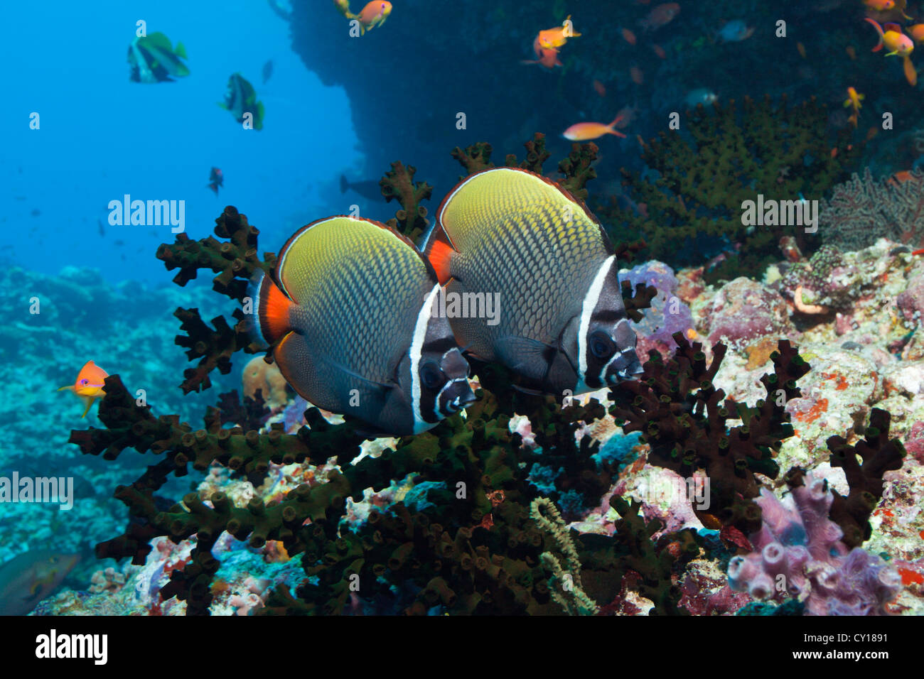 Pair of Red-tailed Butterflyfish, Chaetodon Collare, Thaa Atoll ...