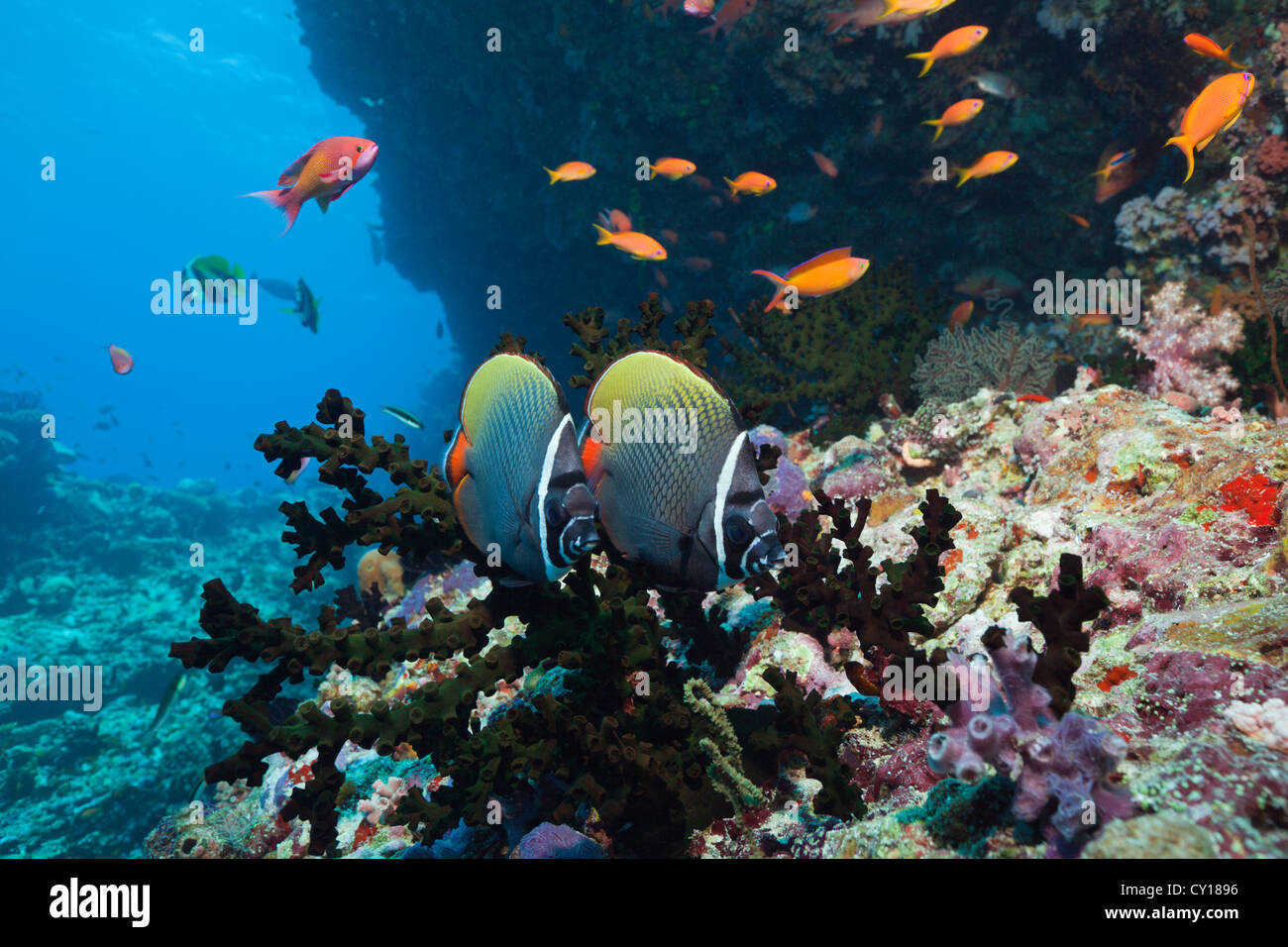 Pair of Red-tailed Butterflyfish, Chaetodon Collare, Thaa Atoll ...