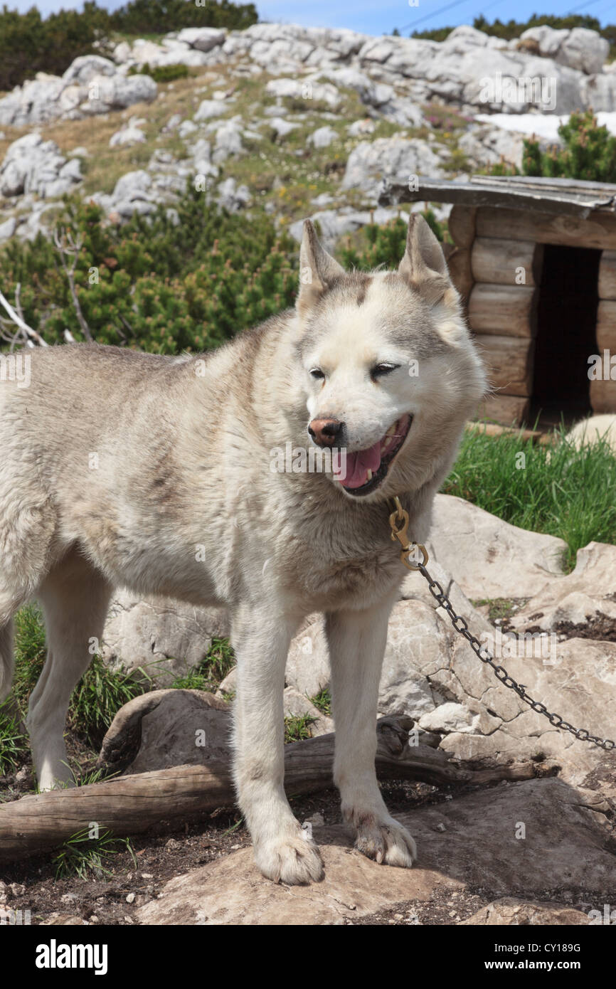 Husky dog chained up outside by a kennel on Krippenstein mountain in ...