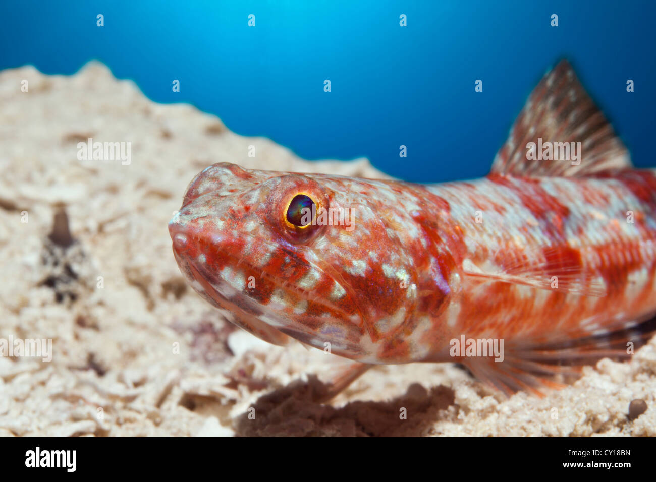 Aulopiformes Stock Photos & Aulopiformes Stock Images - Alamy