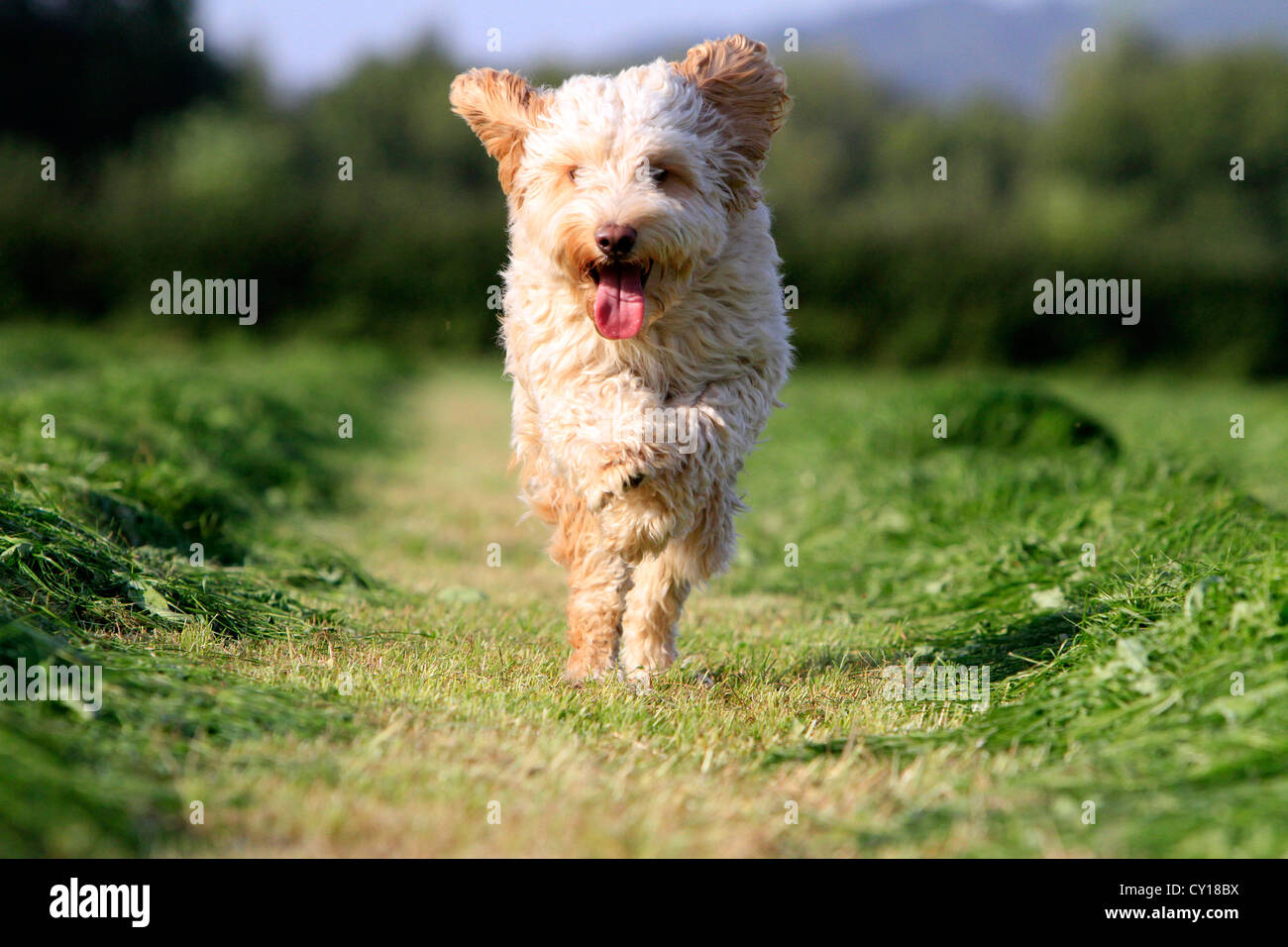 Running Cockapoo in field of cut grass Stock Photo - Alamy