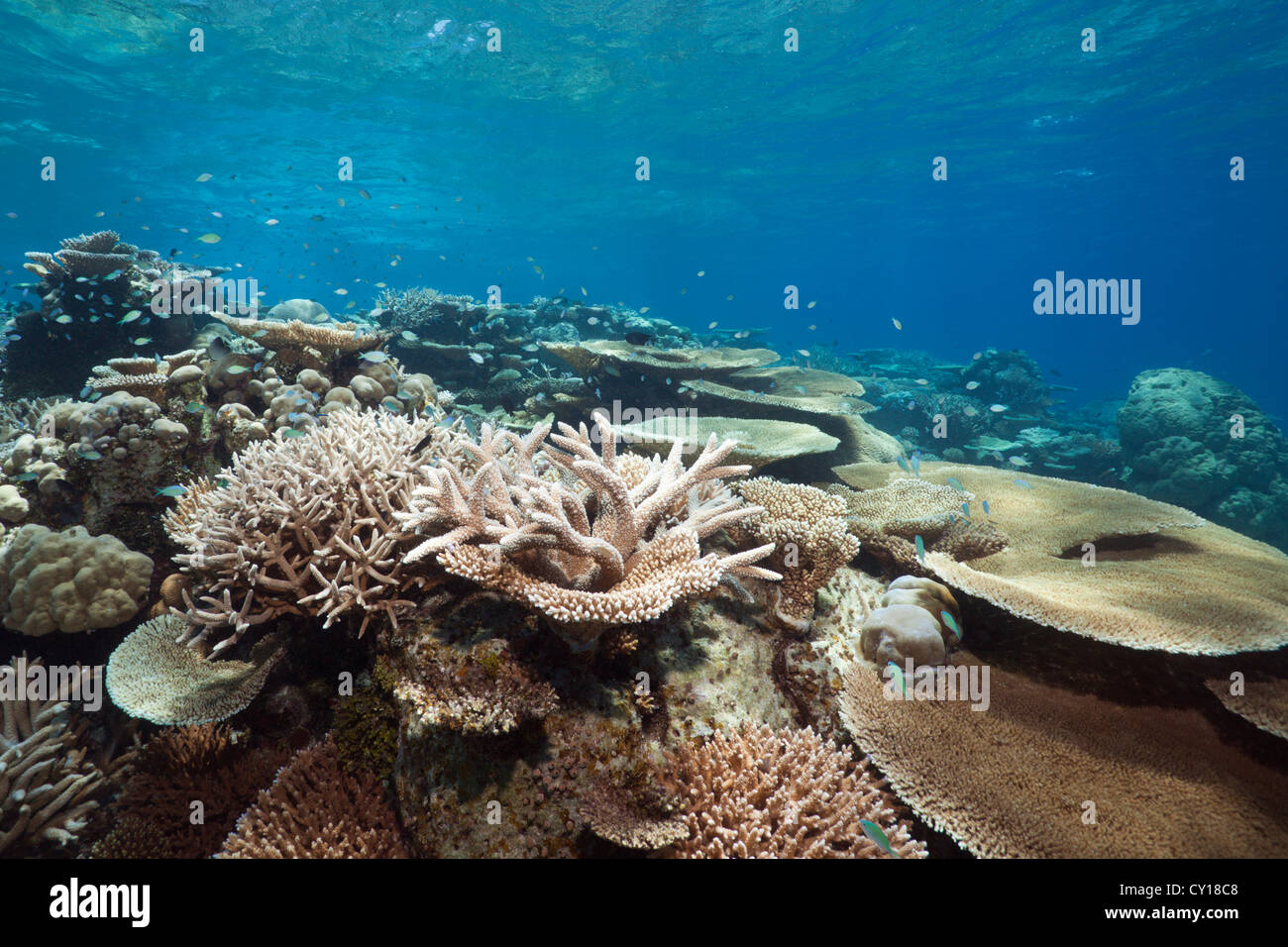 Table Corals and Branching Corals on Reef Top, Acropora sp., Thaa Atoll ...