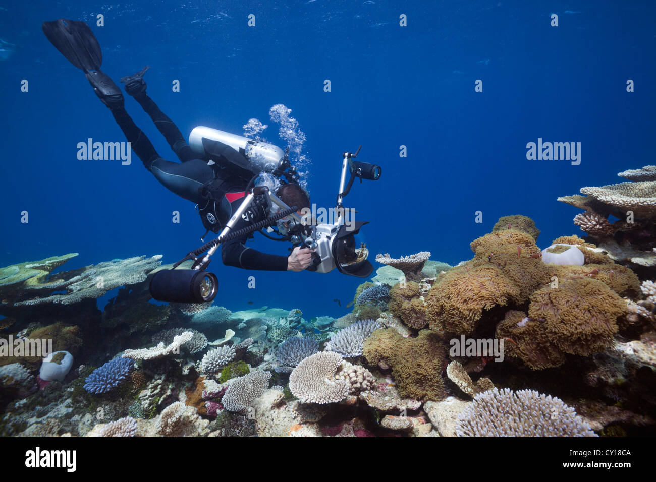 Scuba Diver taken photo of Coral Reef, Thaa Atoll, Maldives Stock Photo ...