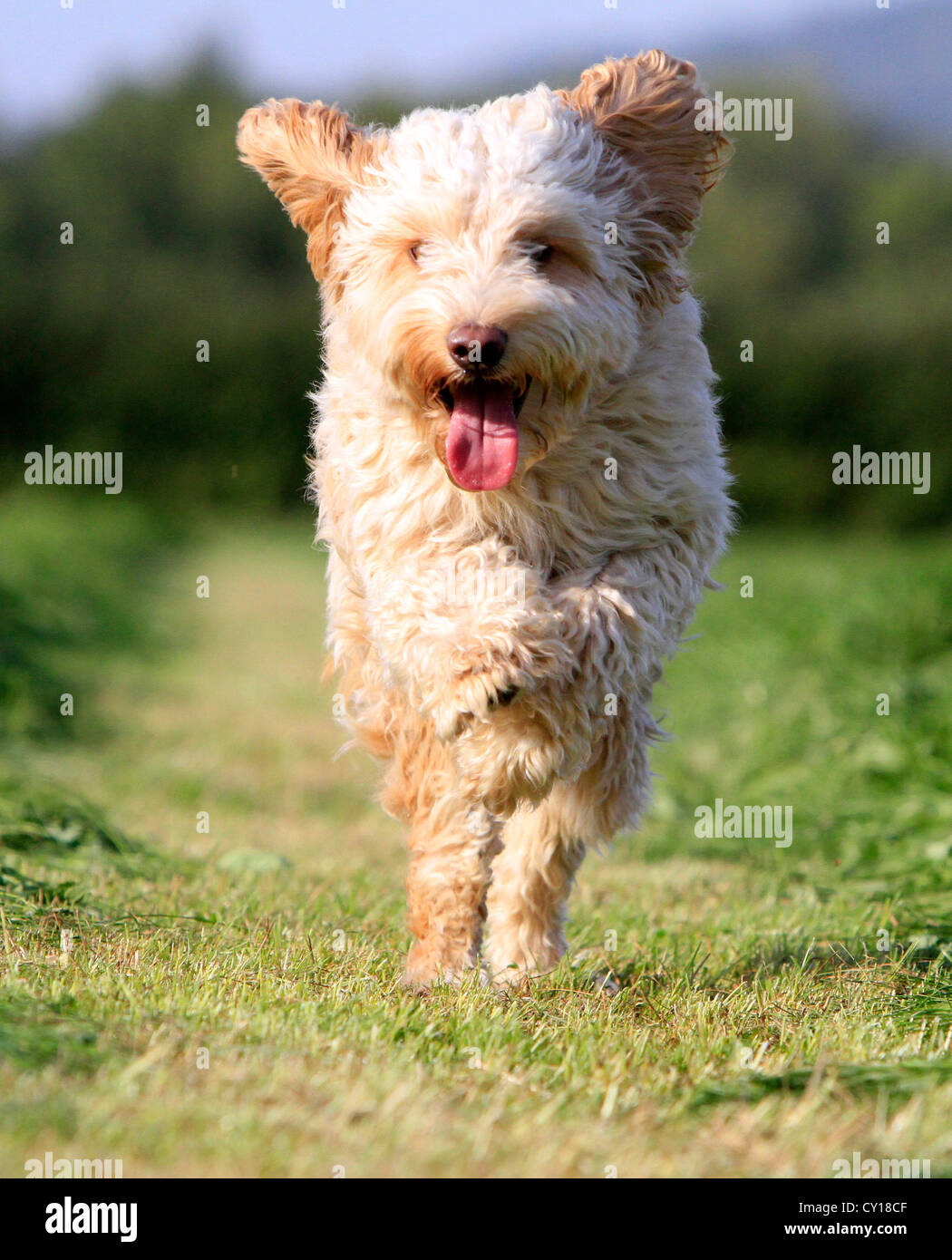 Running Cockapoo in field of cut grass Stock Photo - Alamy