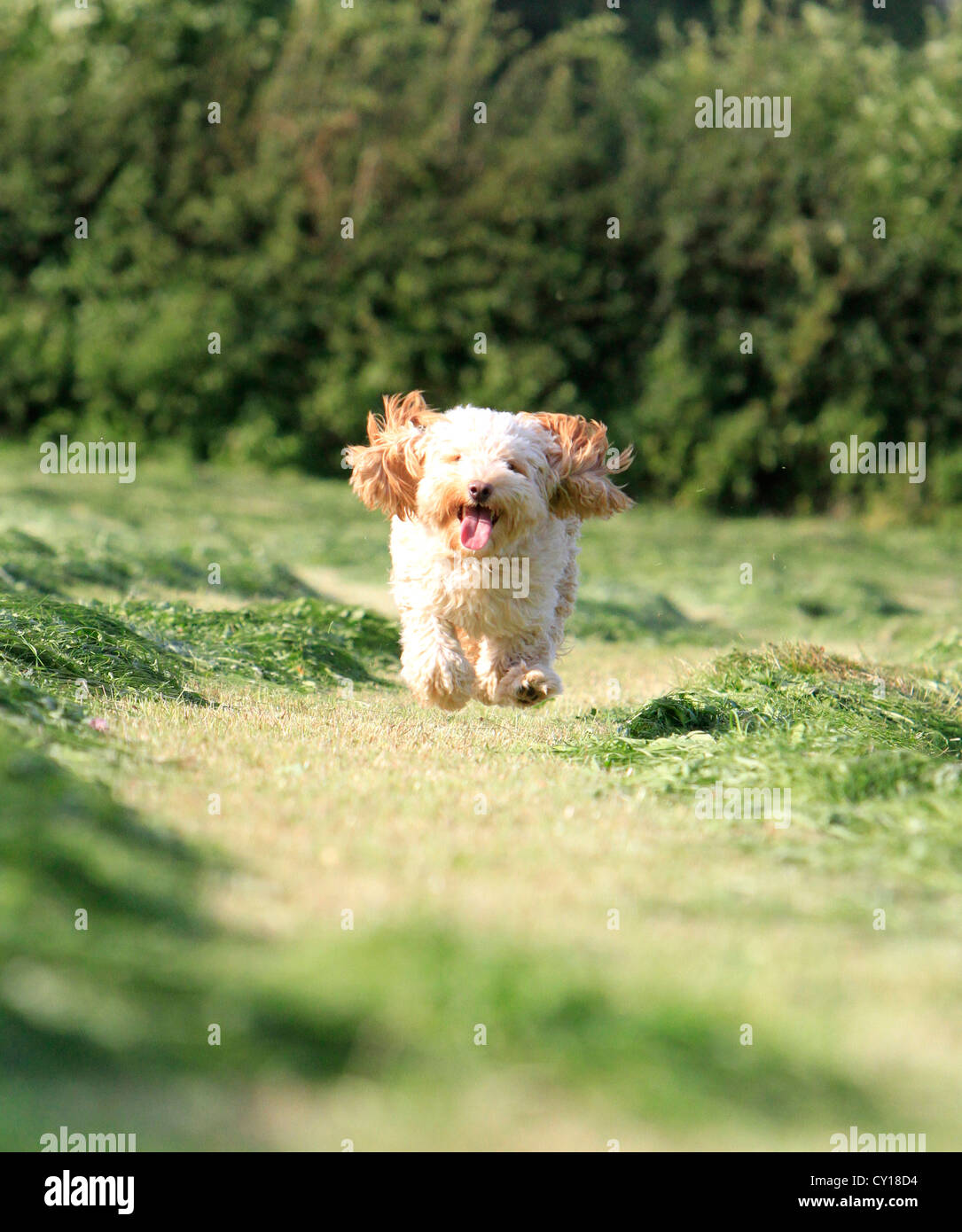 Running Cockapoo in field of cut grass Stock Photo - Alamy