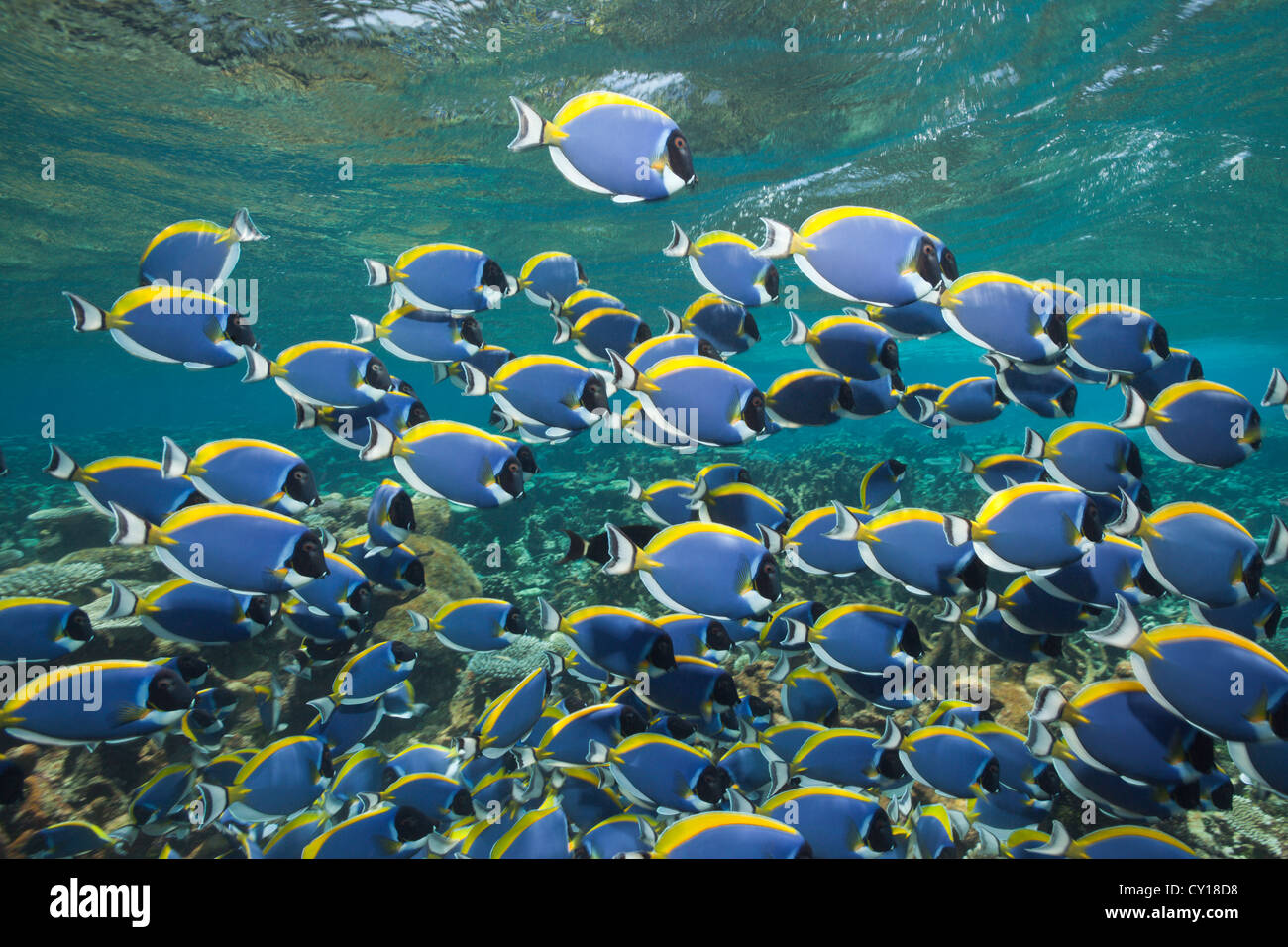 Shoal of Powder Blue Tang, Acanthurus leucosternon, Thaa Atoll ...