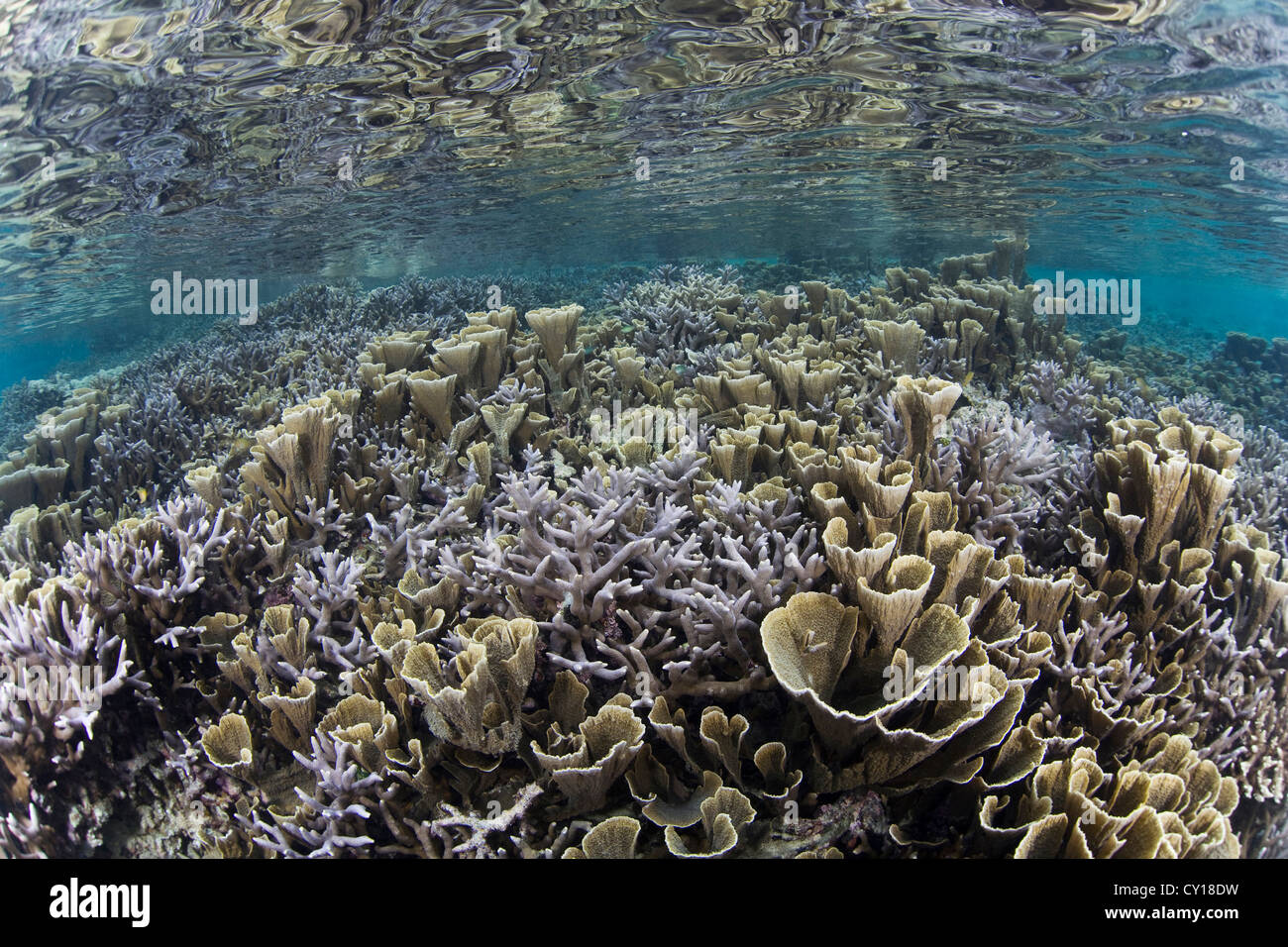 Echinopora High Resolution Stock Photography and Images - Alamy