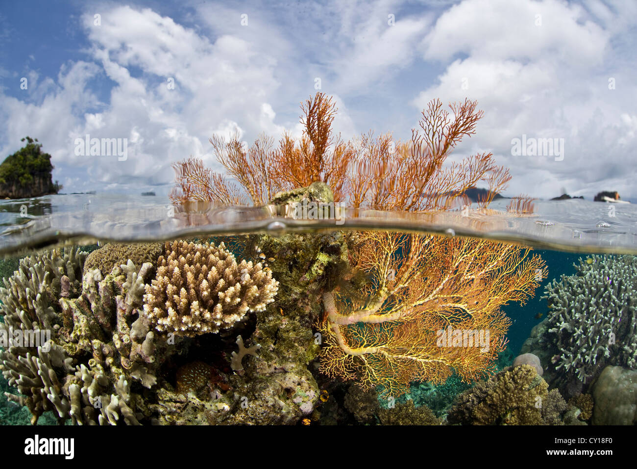 Reef Top at Low Tide, Misool, West Papua, Indonesia Stock Photo - Alamy