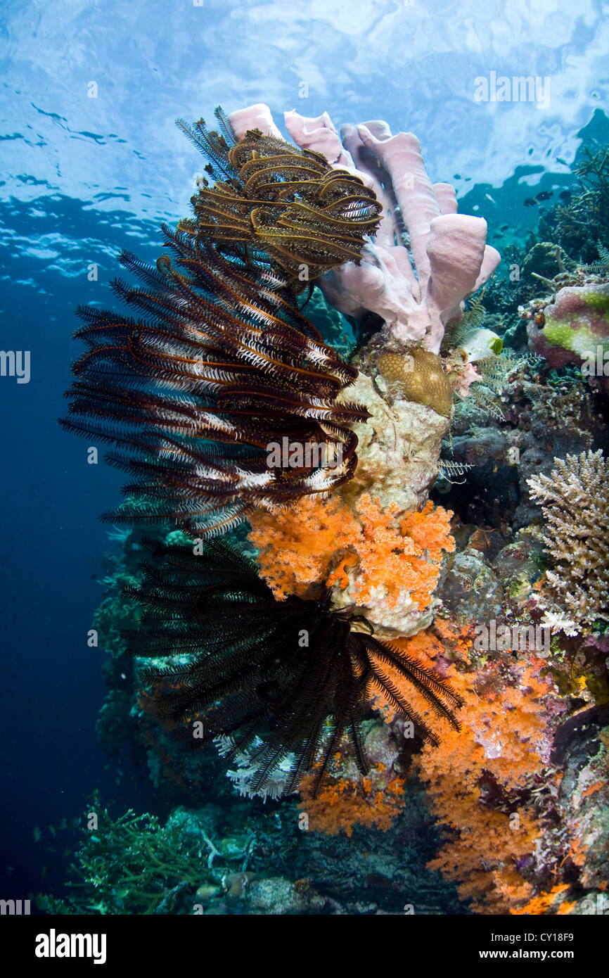 Crinoids in coral Reef, Misool, West Papua, Indonesia Stock Photo - Alamy