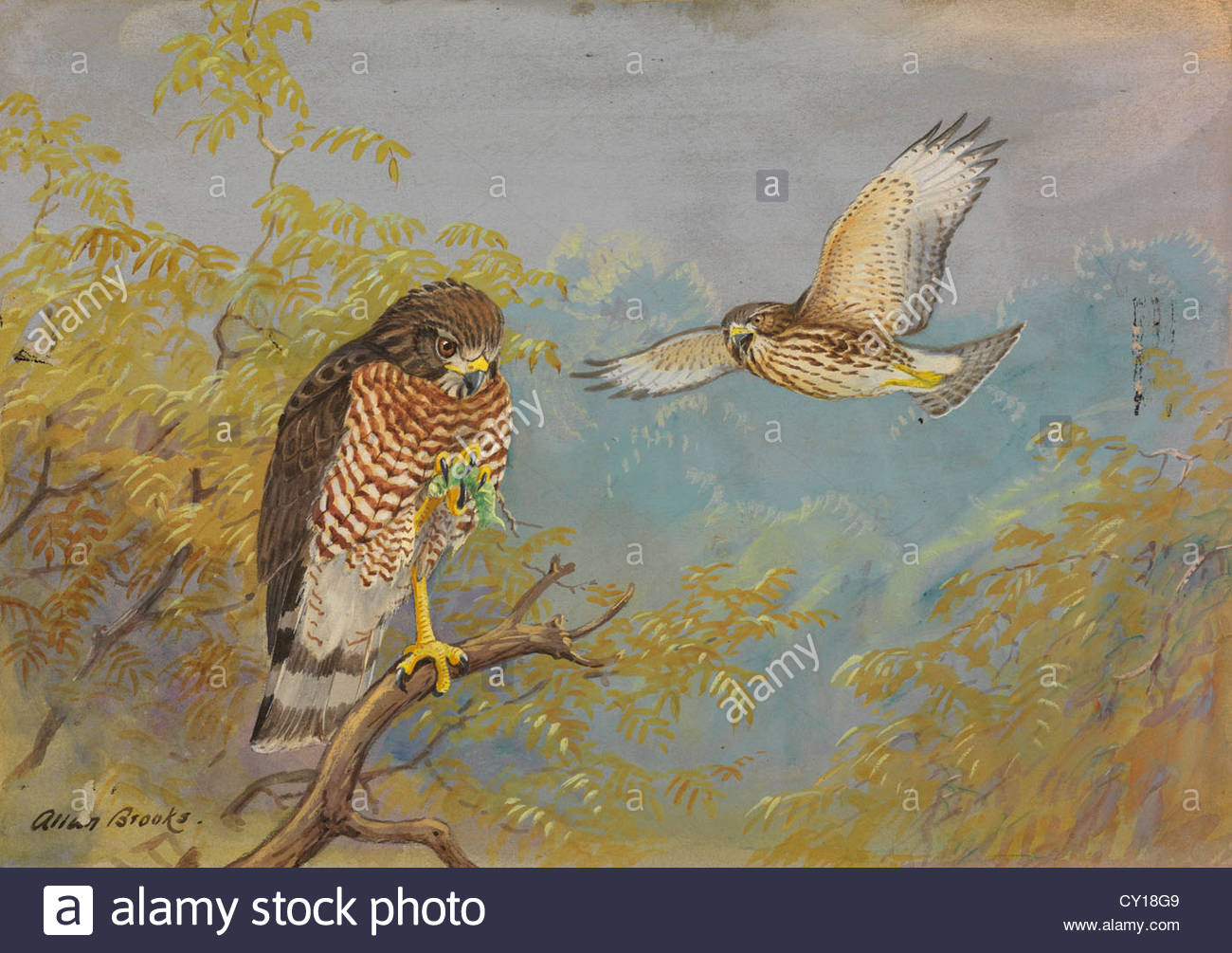 Broad Winged Hawks Stock Photos & Broad Winged Hawks Stock Images - Alamy