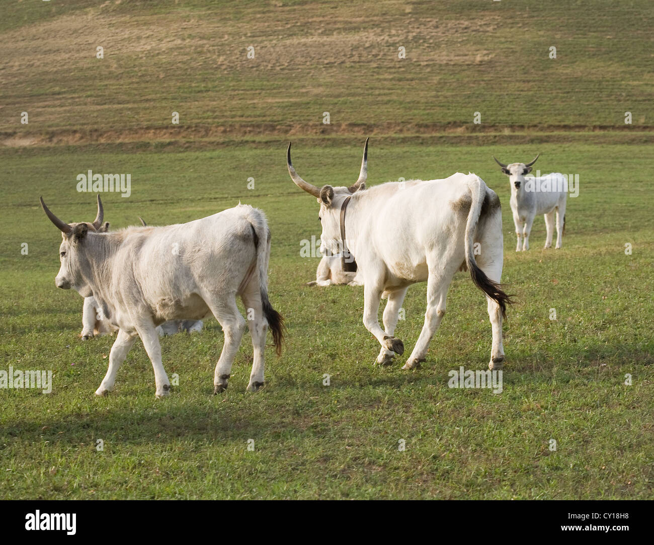 A unique breed, hungarian gray cattle, grazing outdoors Stock Photo - Alamy