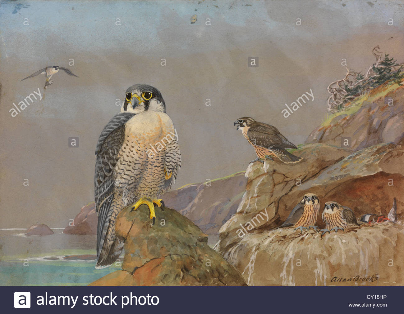 Painting Falcon Stock Photos & Painting Falcon Stock Images - Alamy