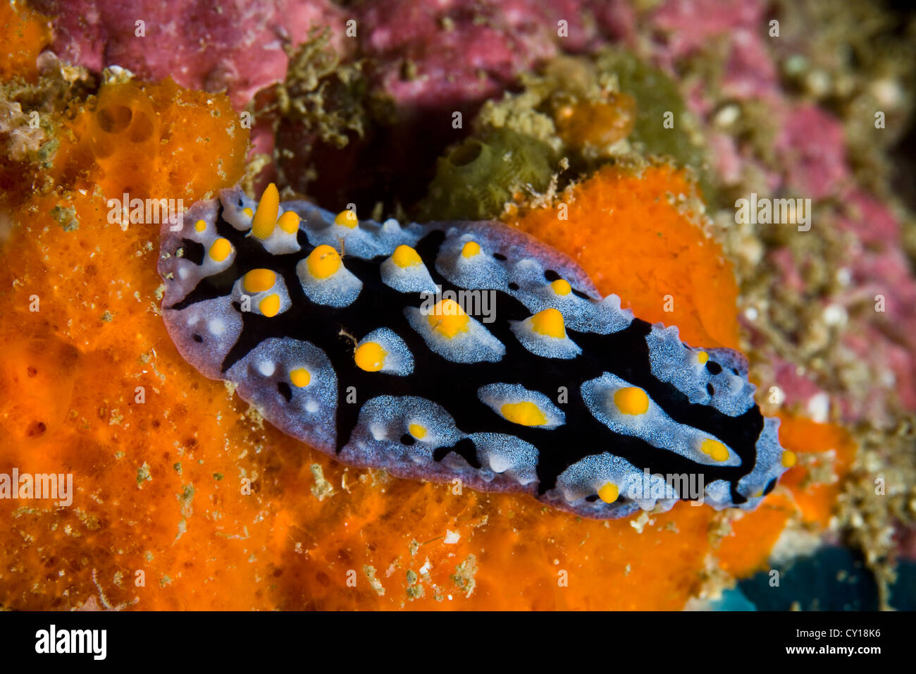 Blue nudibranch phyllidia picta misool hi-res stock photography and ...