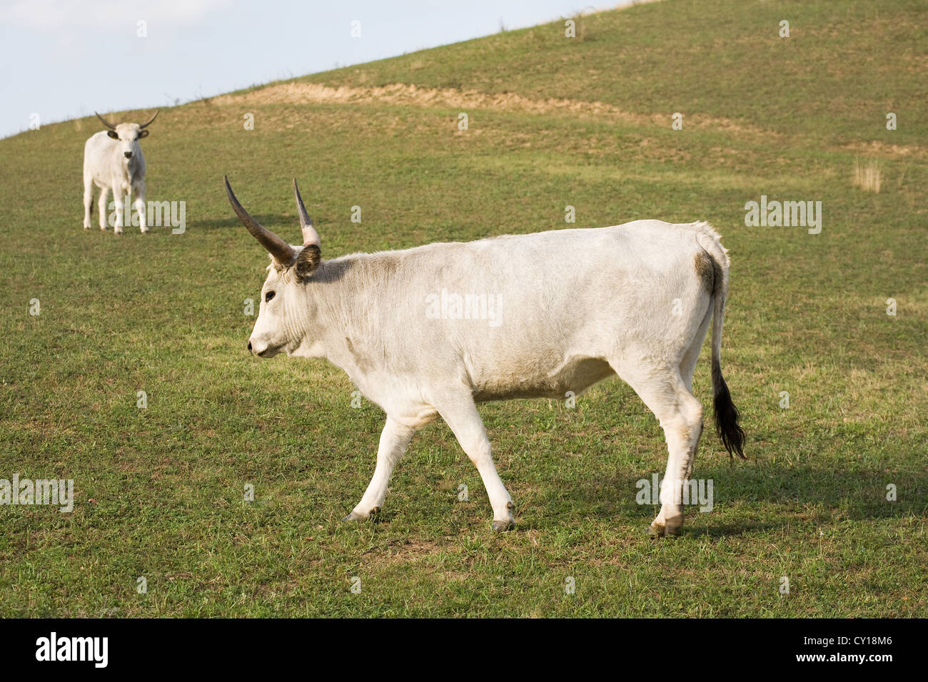 A special breed, the hungarian gray cattle grazing Stock Photo - Alamy