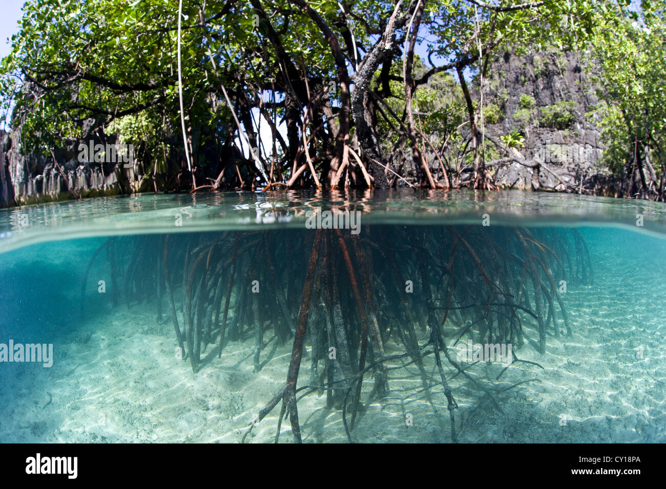 Mangrove Tree Roots, Rhizophora mangle, Misool, West Papua, Indonesia ...