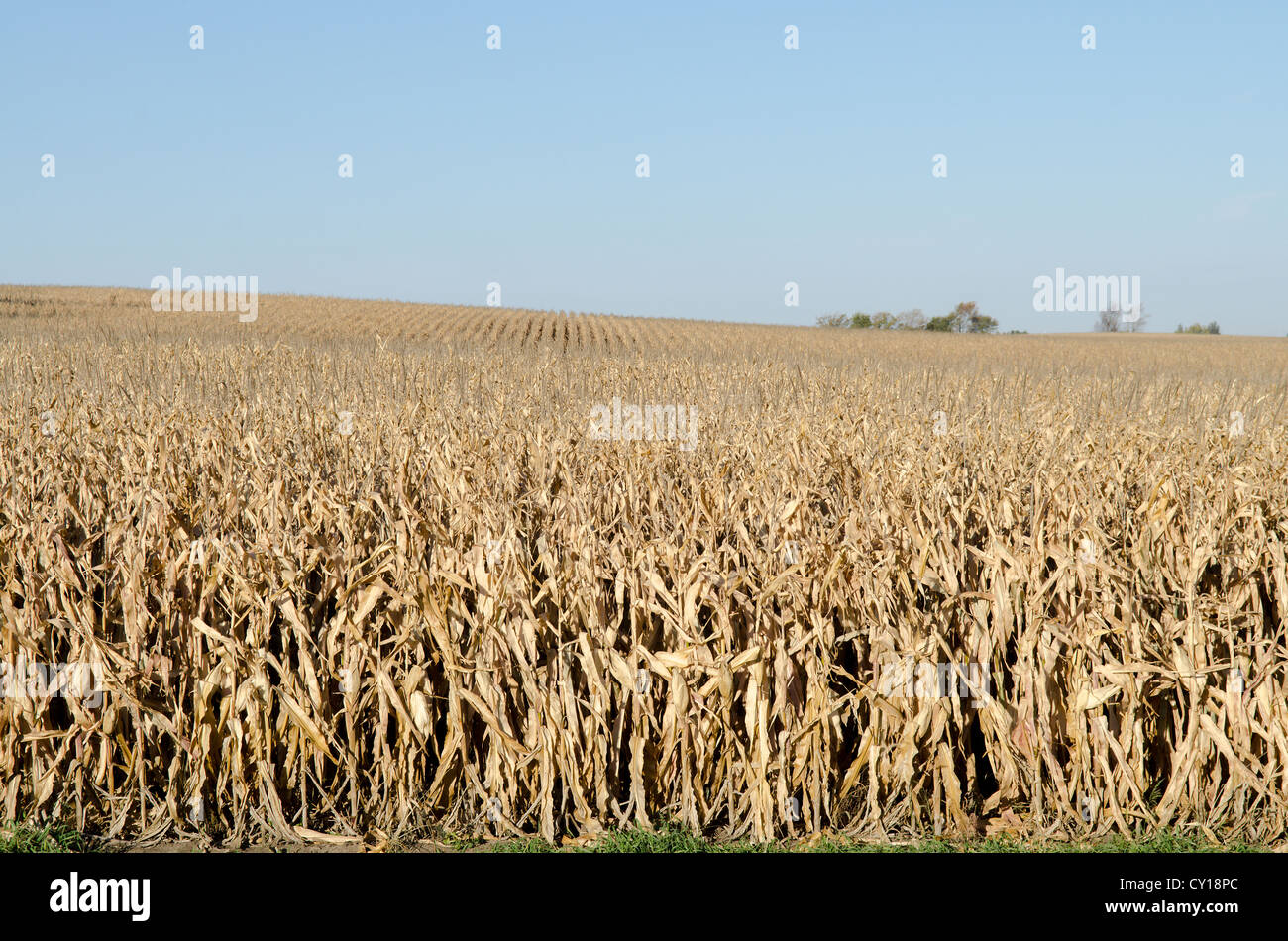 American Corn Fields Stock Photo - Alamy