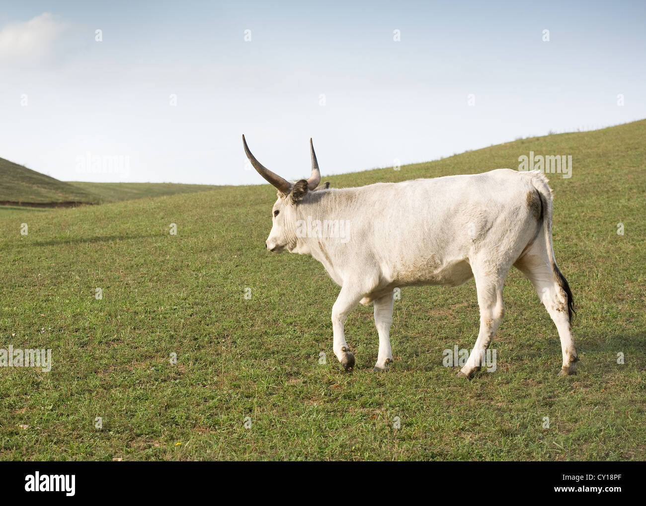 Gray cattle hi-res stock photography and images - Alamy