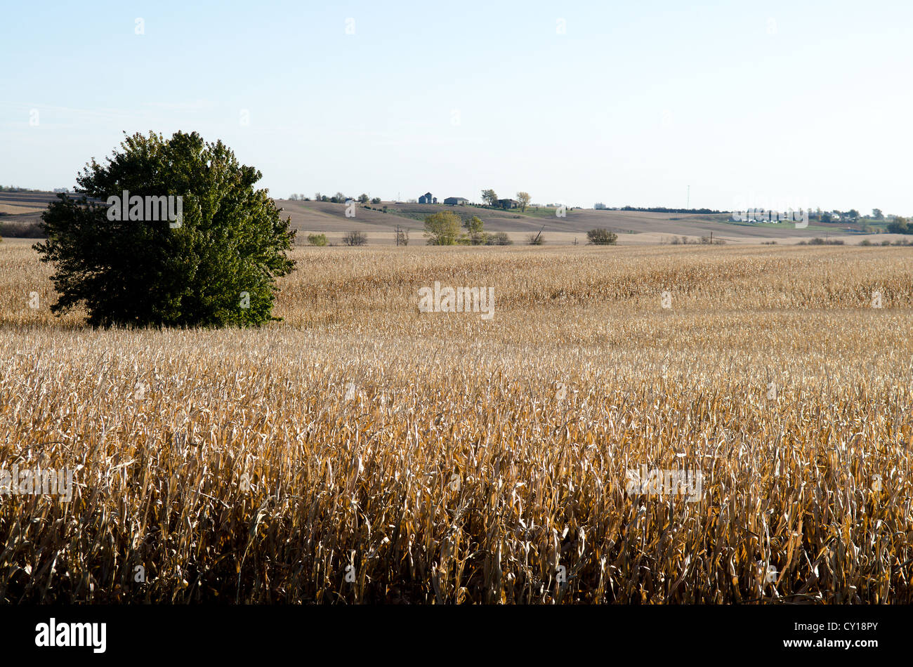 American Corn Fields Stock Photo - Alamy