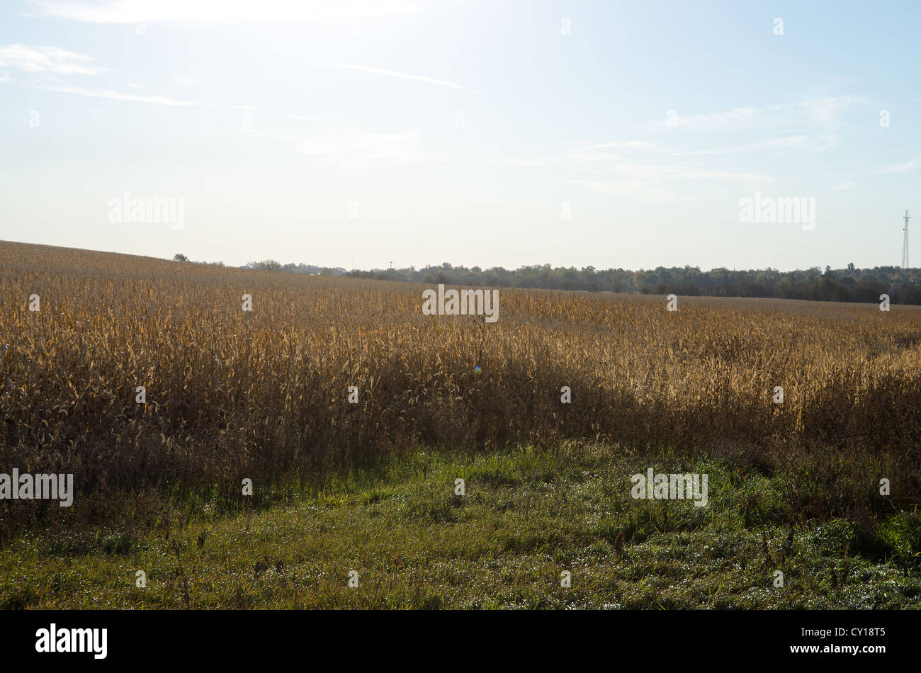 American Corn Fields Stock Photo - Alamy