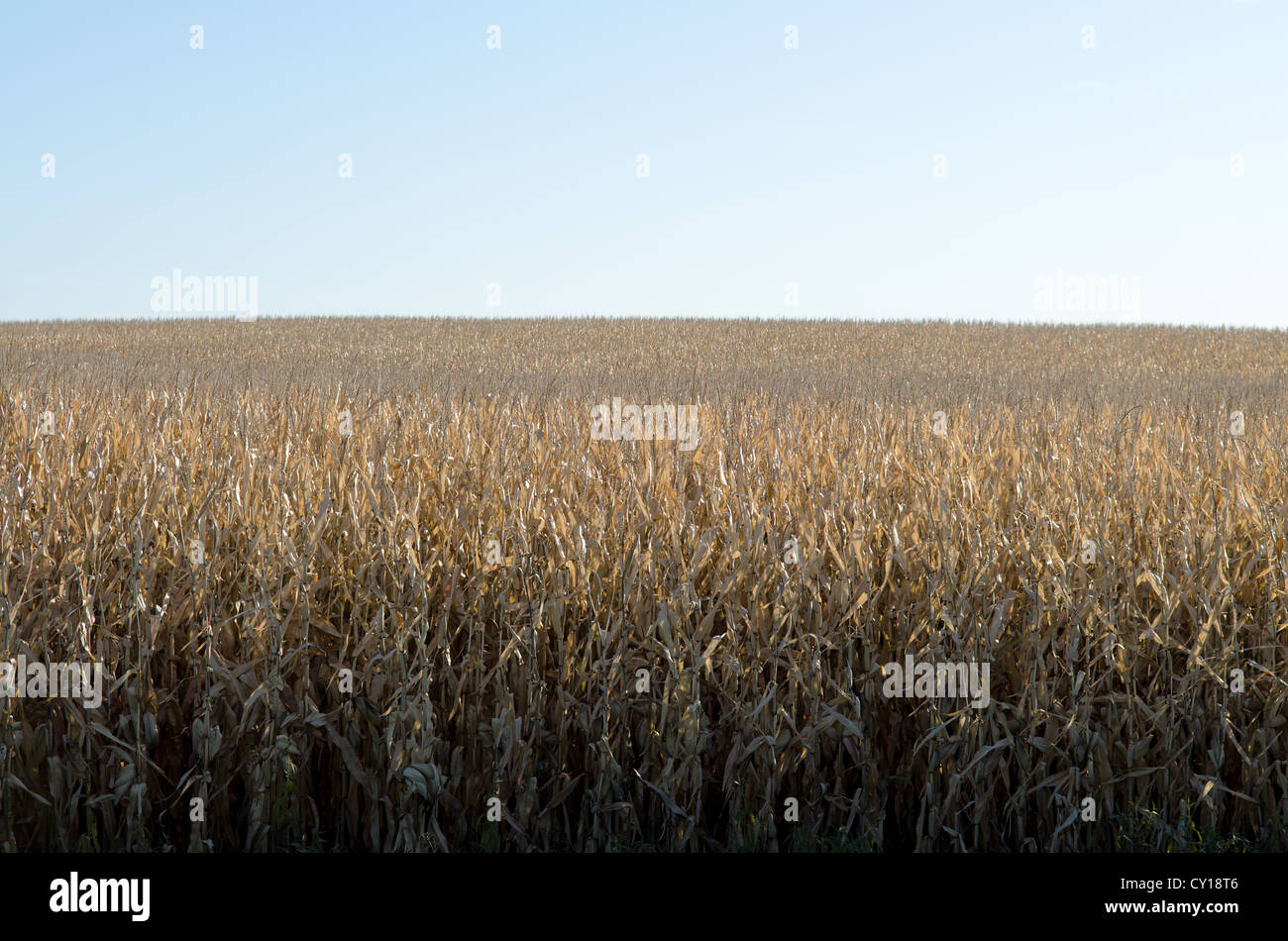 American Corn Fields Stock Photo - Alamy