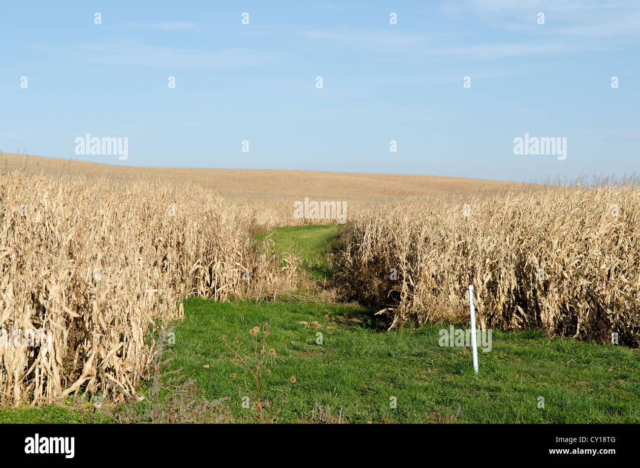 American Corn Fields Stock Photo - Alamy