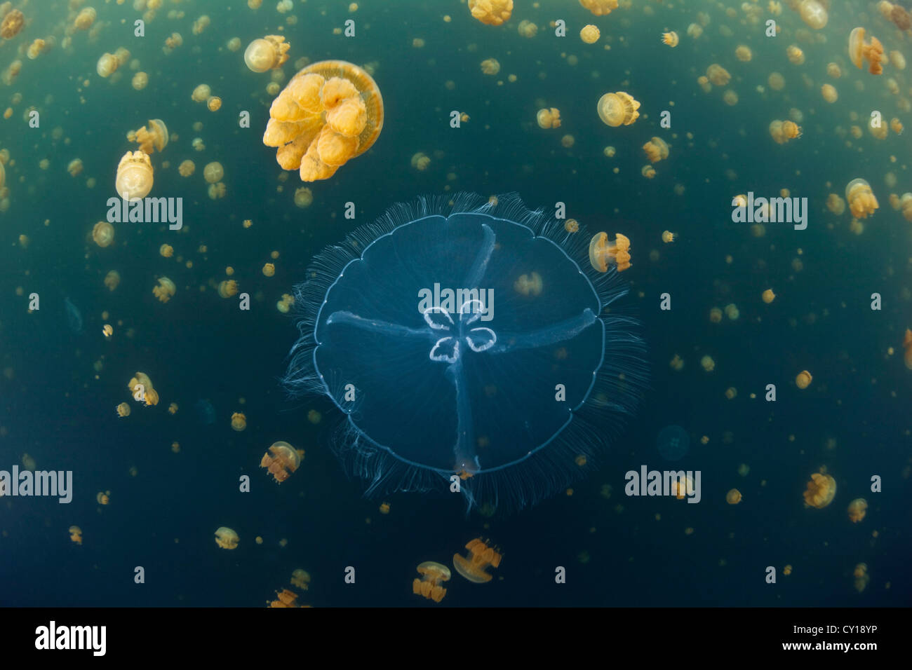 Moon Jellyfish pulses between Mastigias Jellyfish, Aurelia aurita ...