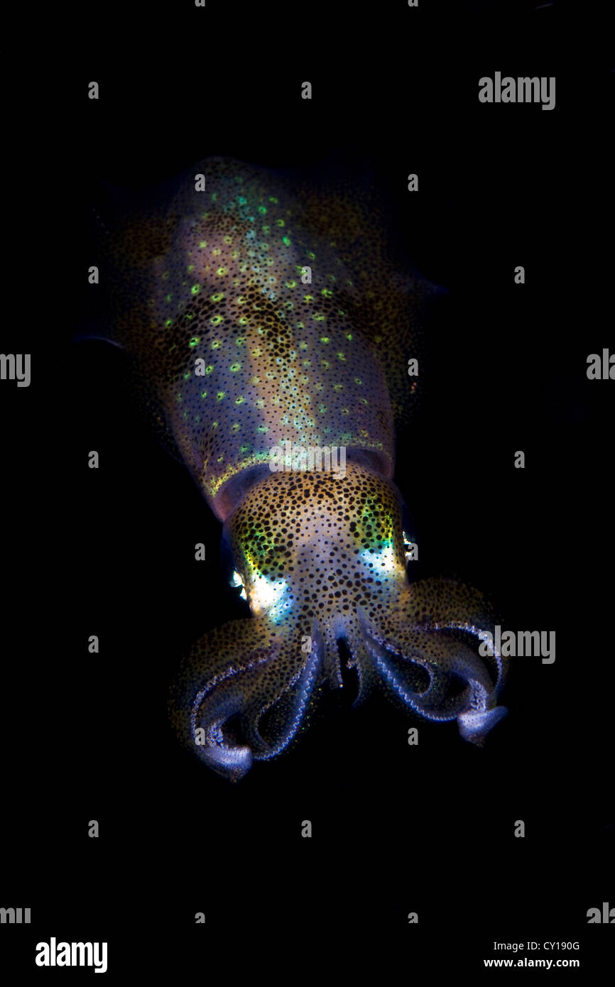 Reef Squid at Night, Sepioteuthis lessoniana, Misool, West Papua ...