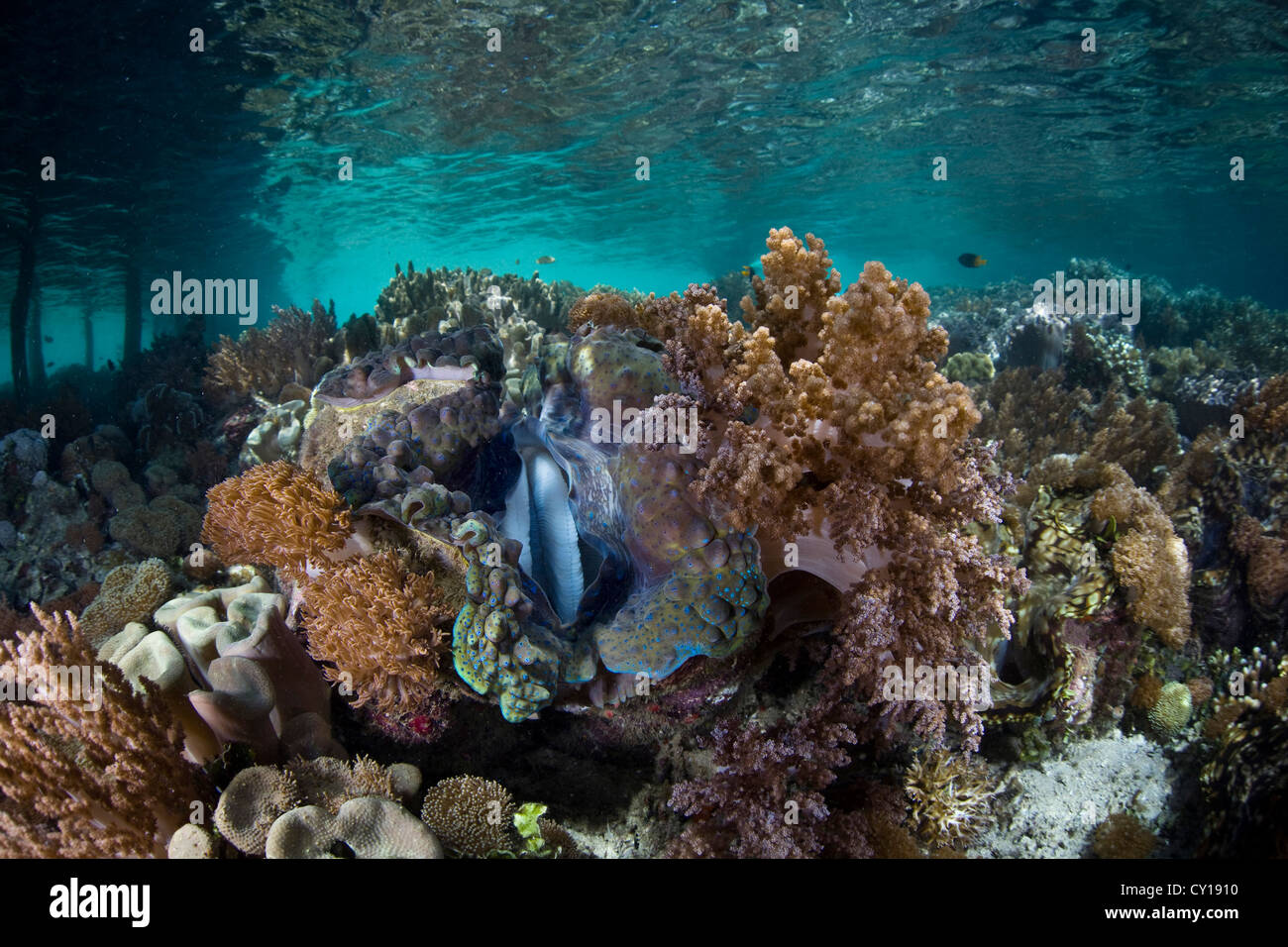 Giant Clam, Tridacna squamosa, Misool, West Papua, Indonesia Stock ...