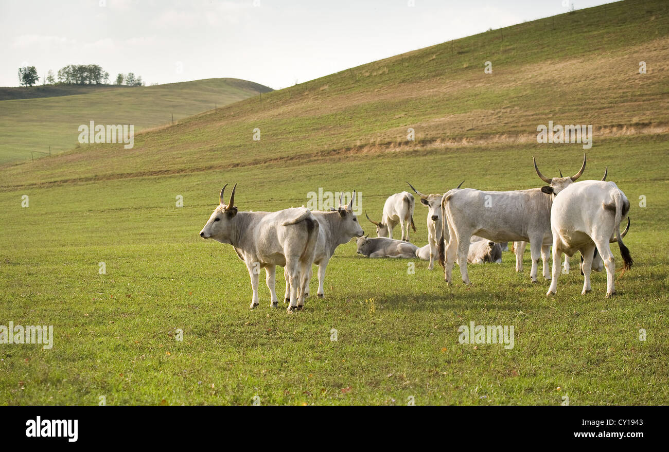Gray cattle hi-res stock photography and images - Alamy