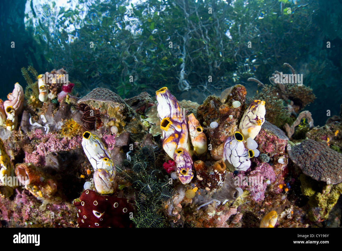 Colony of Tunicates, Polycarpa aurata, Raja Ampat, West Papua ...