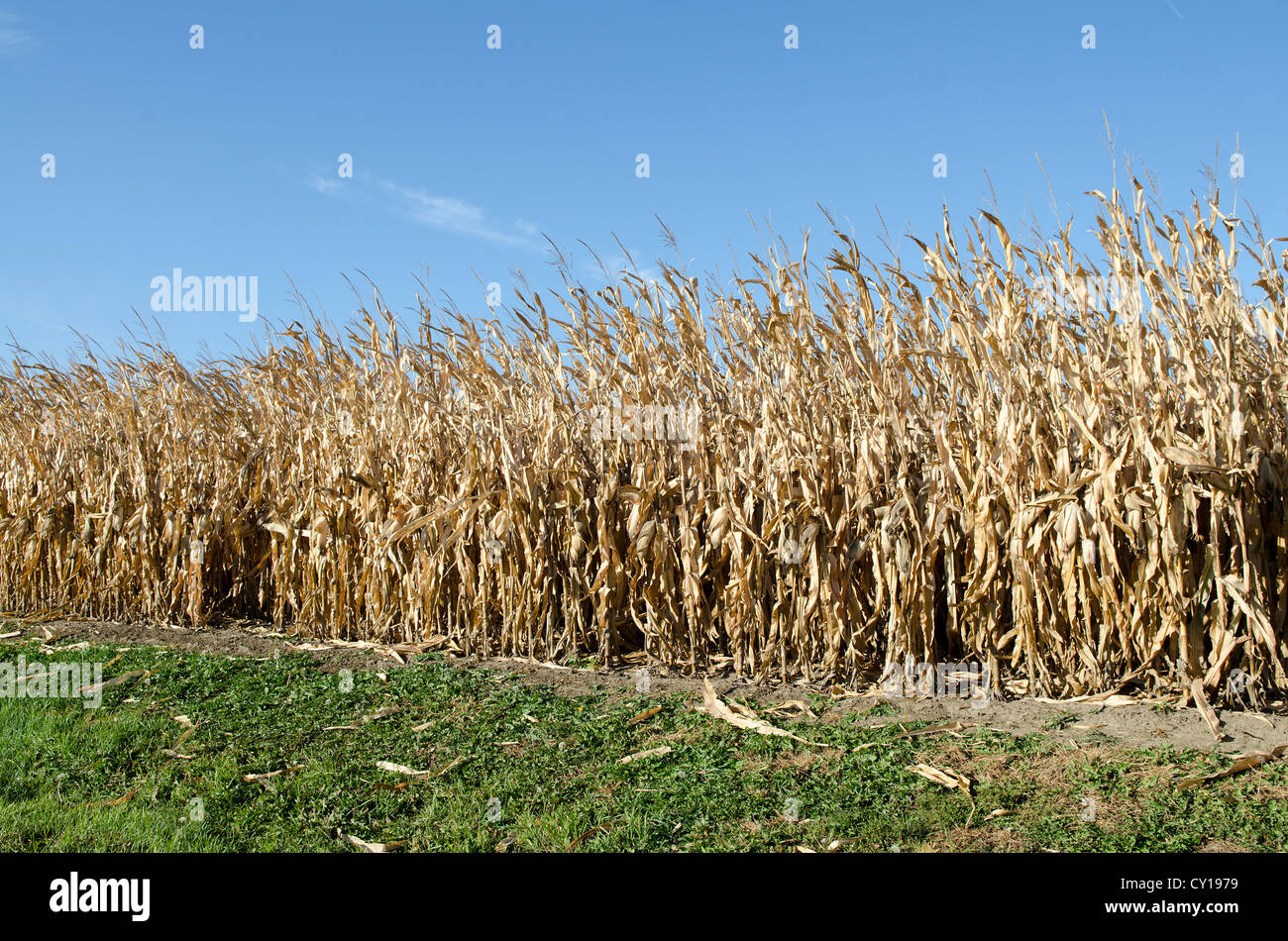 American Corn Fields Stock Photo - Alamy