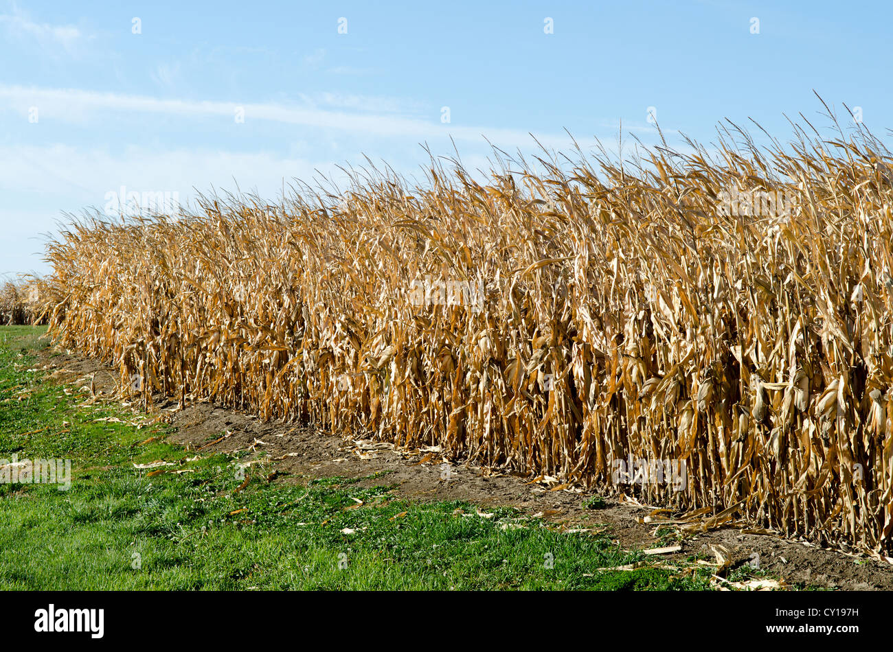 American Corn Fields Stock Photo - Alamy