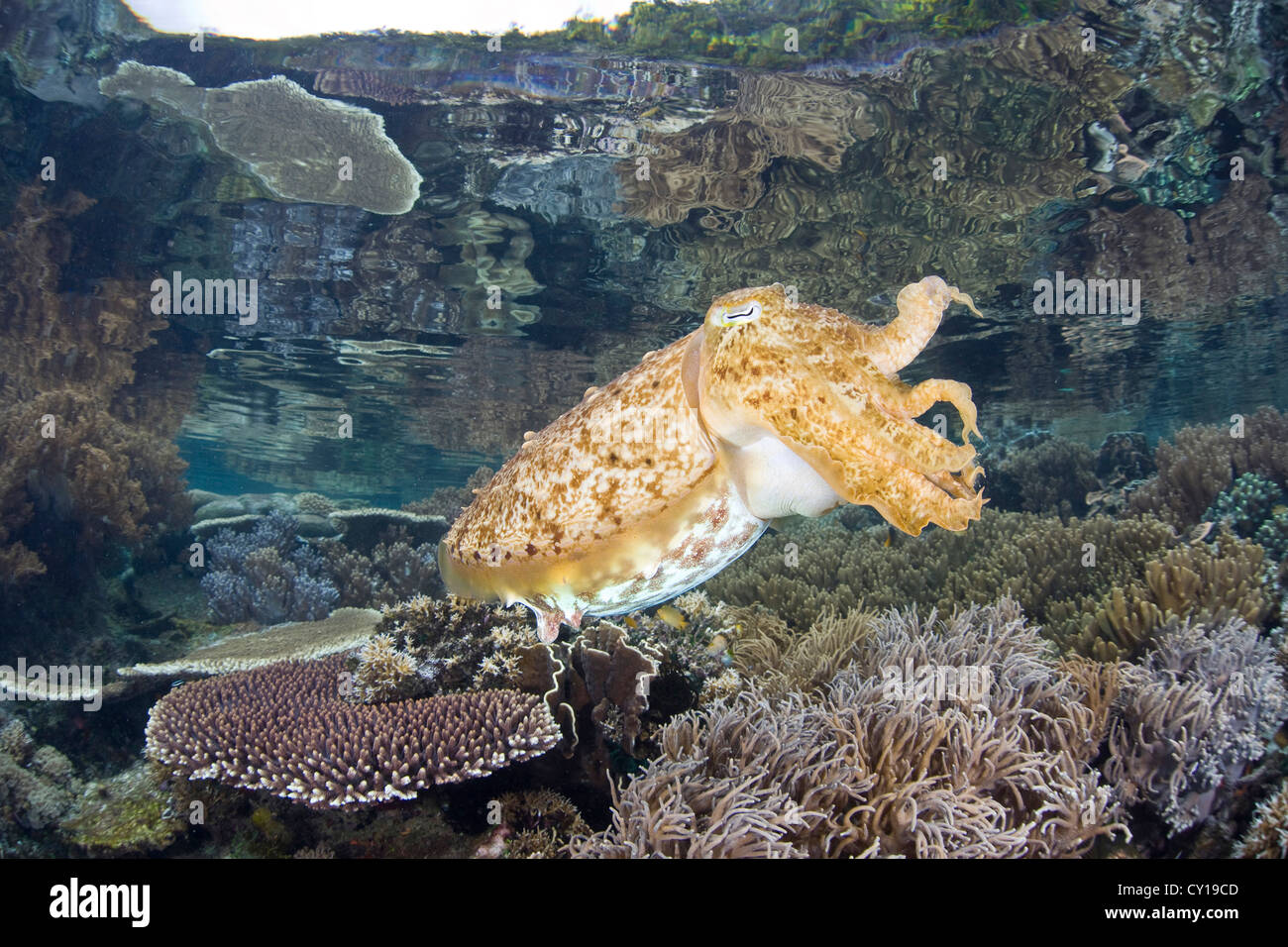 Broadclub Cuttlefish with defensive attitude, Sepia latimanus, Raja ...