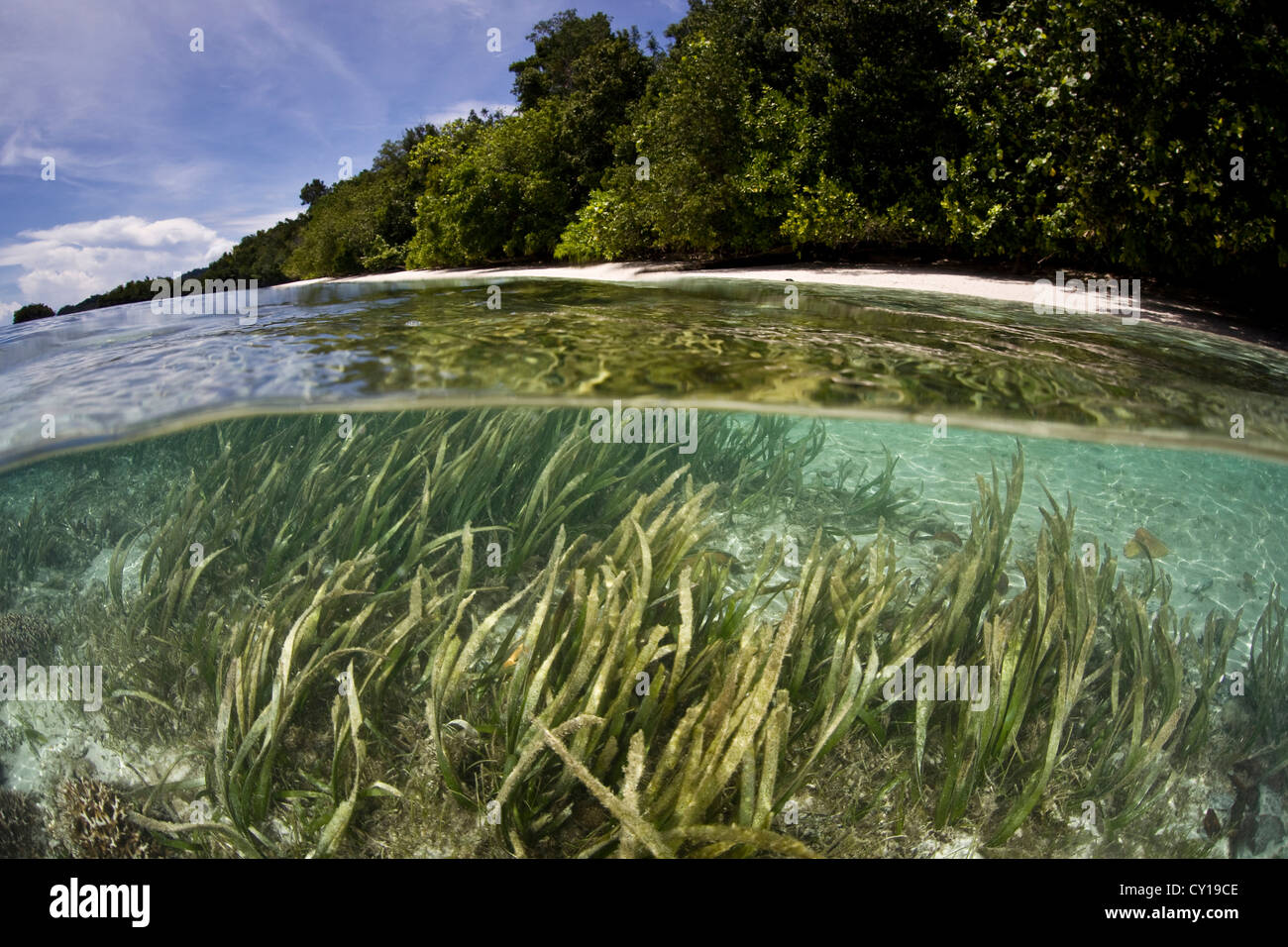 Seagrass growing in Lagoon, Enhalus acaroides, Raja Ampat, West Papua ...