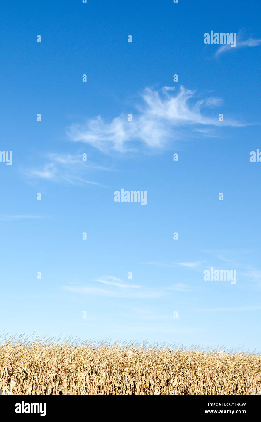 American Corn Fields Stock Photo - Alamy