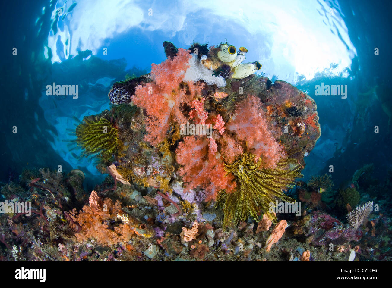Colorful Coral Reef, Raja Ampat, West Papua, Indonesia Stock Photo - Alamy