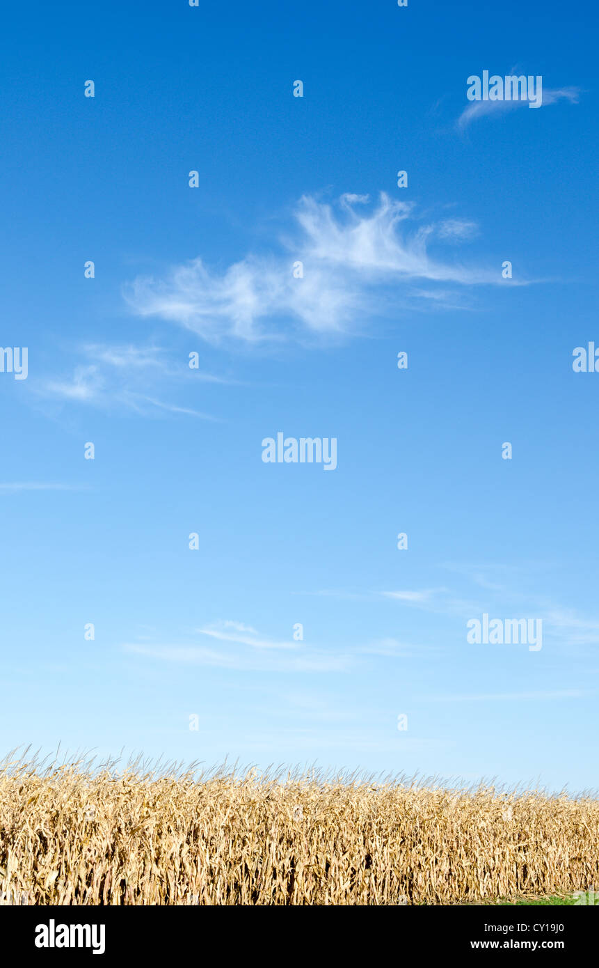 American Corn Field Stock Photo - Alamy