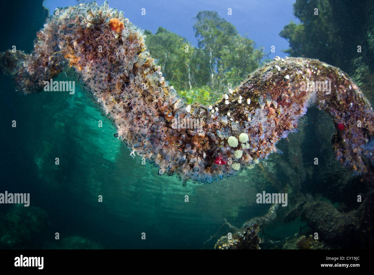 Tunicates growing on Tree Branch, Raja Ampat, West Papua, Indonesia ...