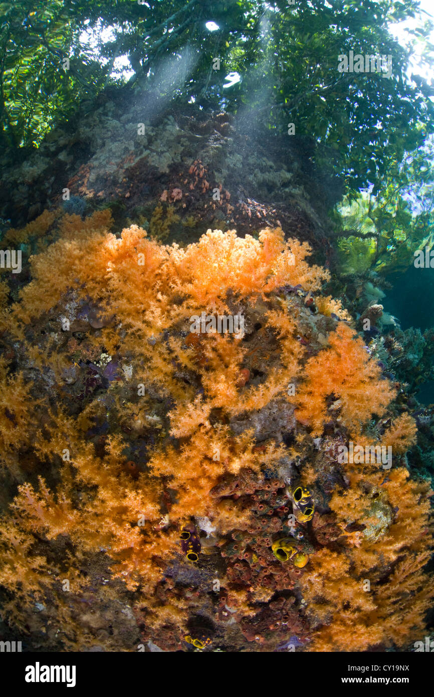 Orange Soft Corals growing in shallows, Scleronephthya sp., Raja Ampat ...