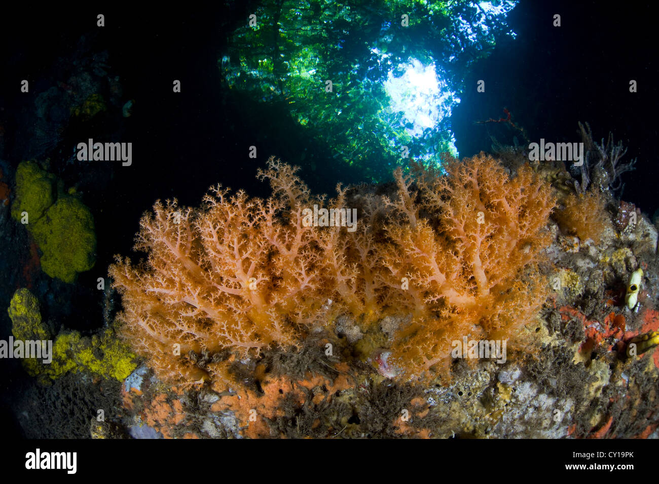 Orange Soft Corals growing in shallows, Scleronephthya sp., Raja Ampat ...
