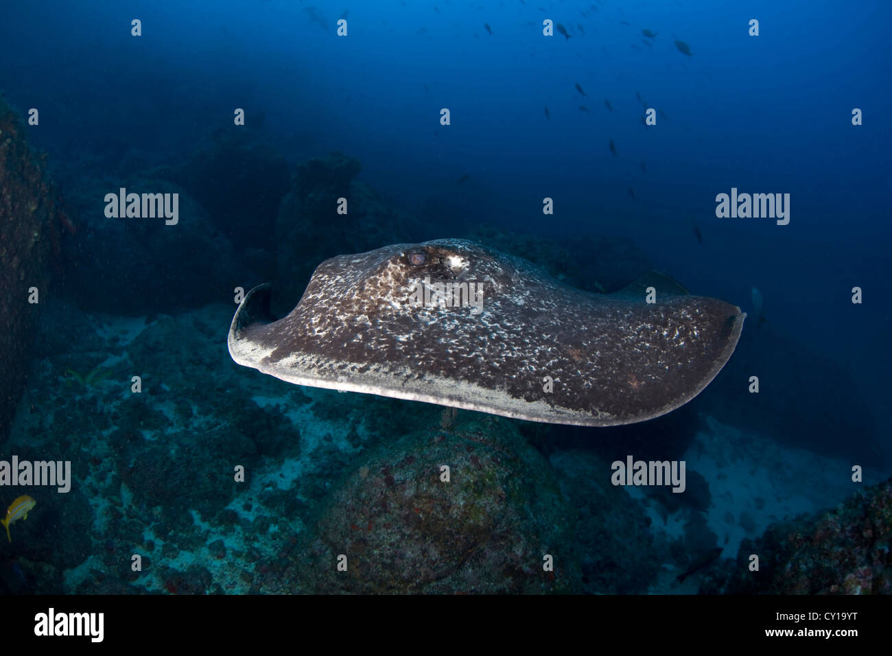 Marbled Stingray, Taeniura meyeni, Cocos Island, Pacific Ocean, Costa ...
