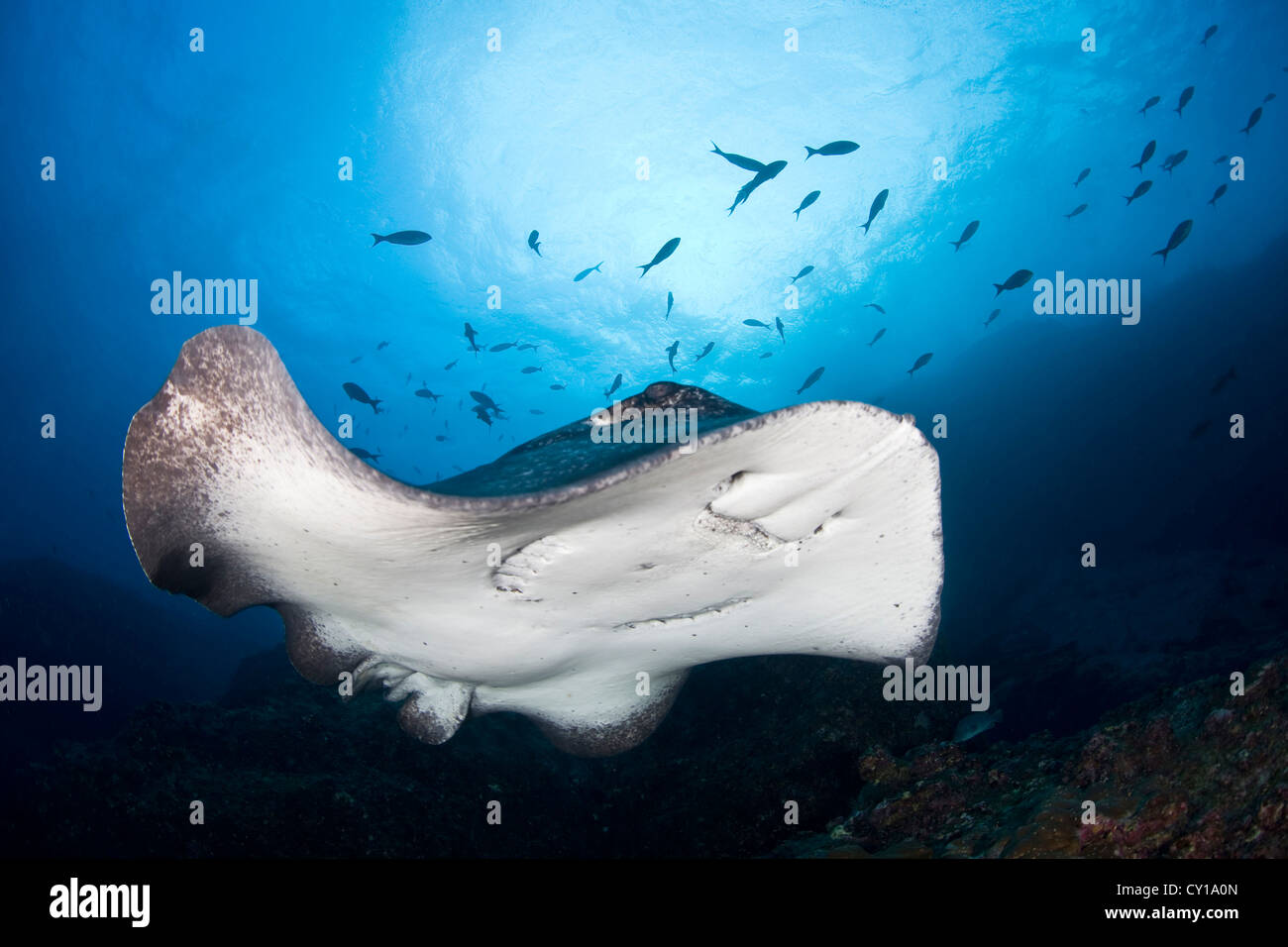 Marbled Stingray, Taeniura meyeni, Cocos Island, Pacific Ocean, Costa ...