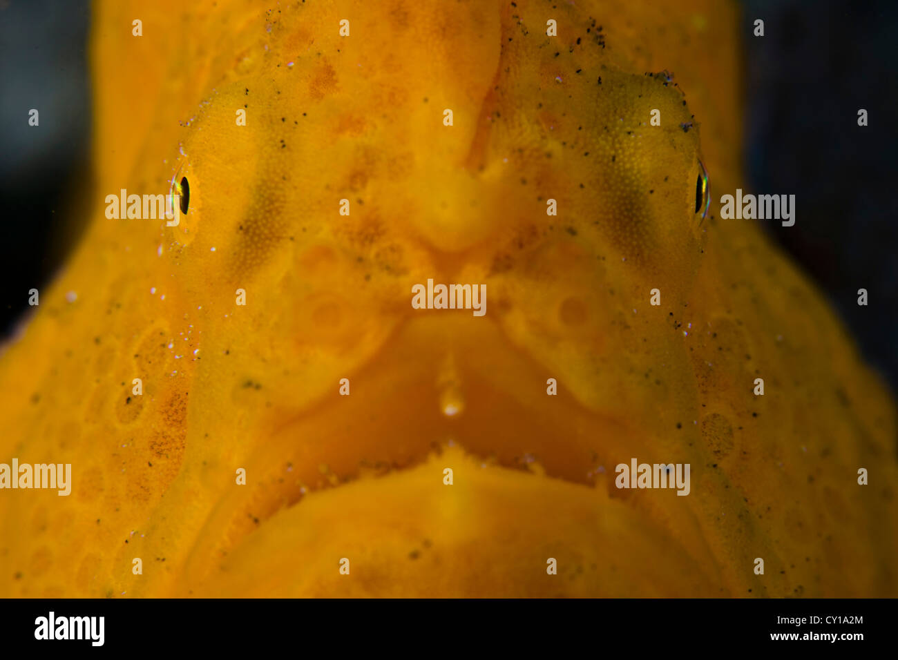 Yellow Giant Frogfish, Antennarius commersoni, Lembeh Strait, Sulawesi ...