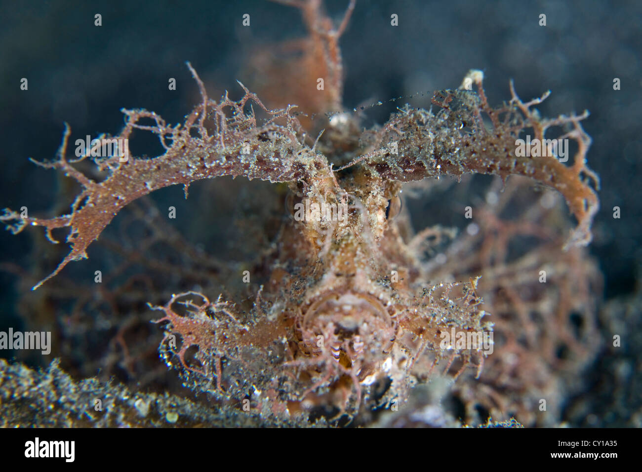 Ambon Scorpionfish, Pteroidichthys amboinensis, Lembeh Strait, Sulawesi ...